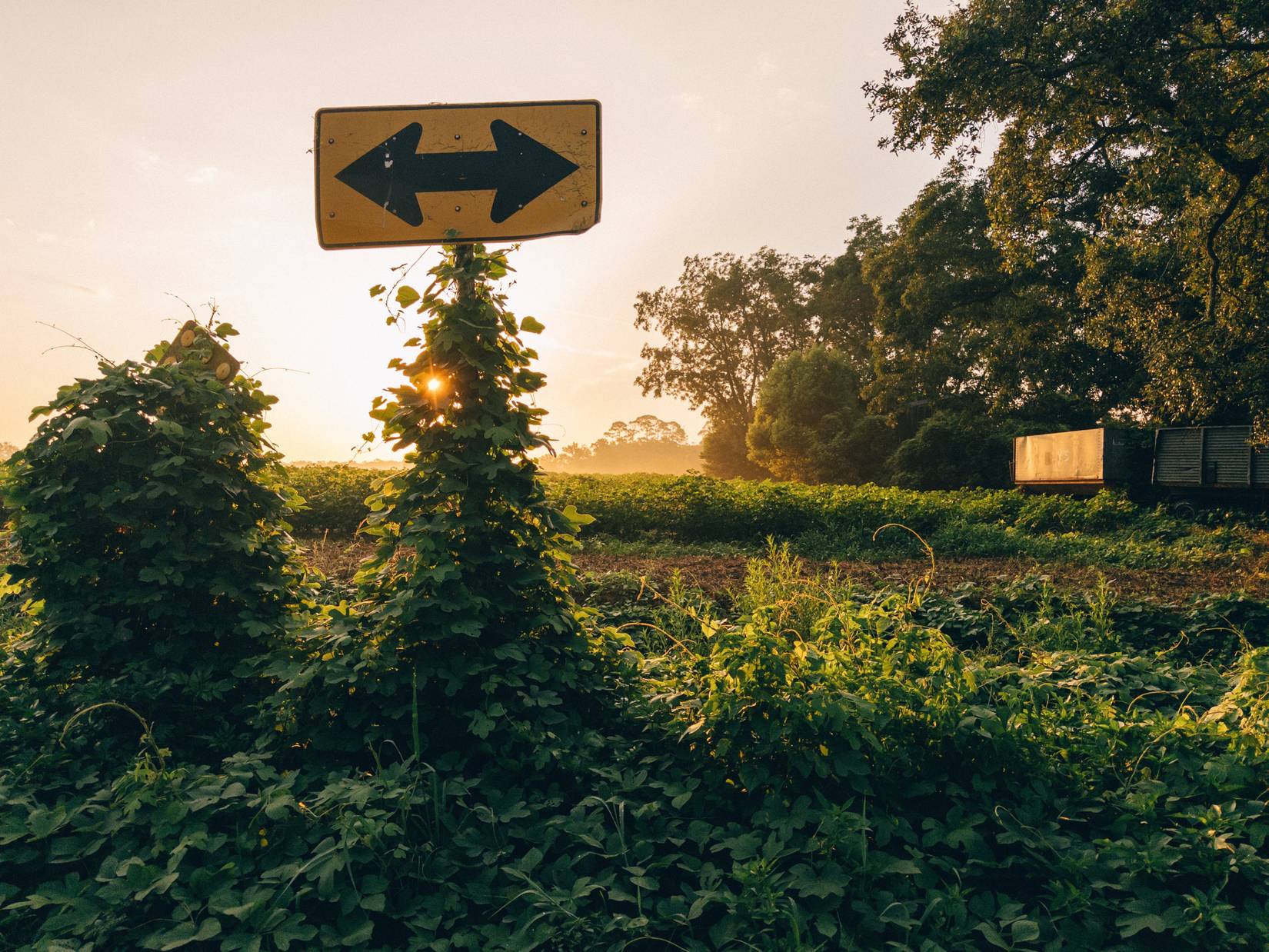 The "Vine That Ate The South" Is Still An Invasive Threat In The U.S. Today