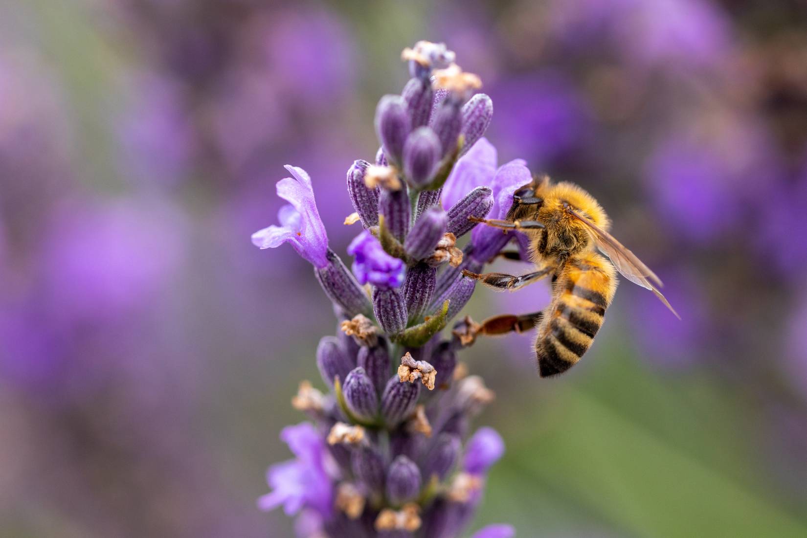 Why (And How) Scientists Are Using Fake Pollen To Save America's Dying ...