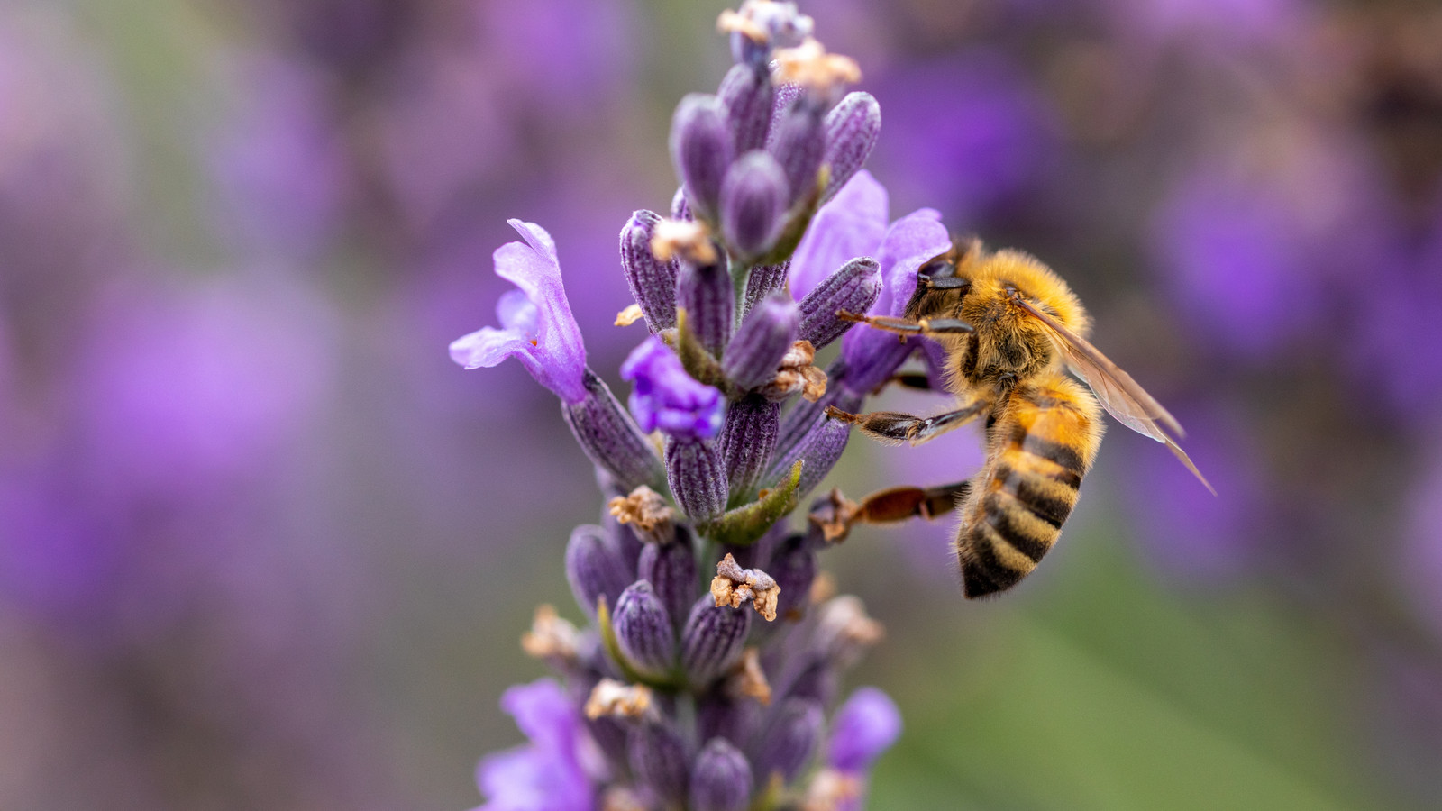 Honeybees Are Dying At An Alarming Rate As Beekeepers Experience "Worst ...