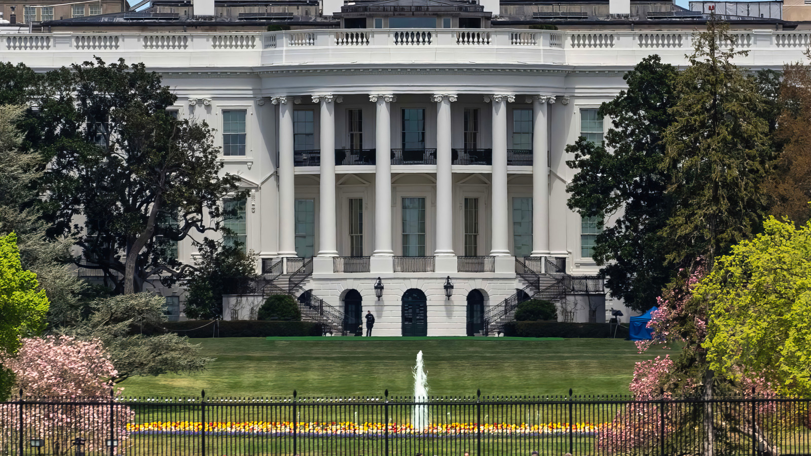 Historic White House Tree That Survived Airplane Crash Ordered To Be ...