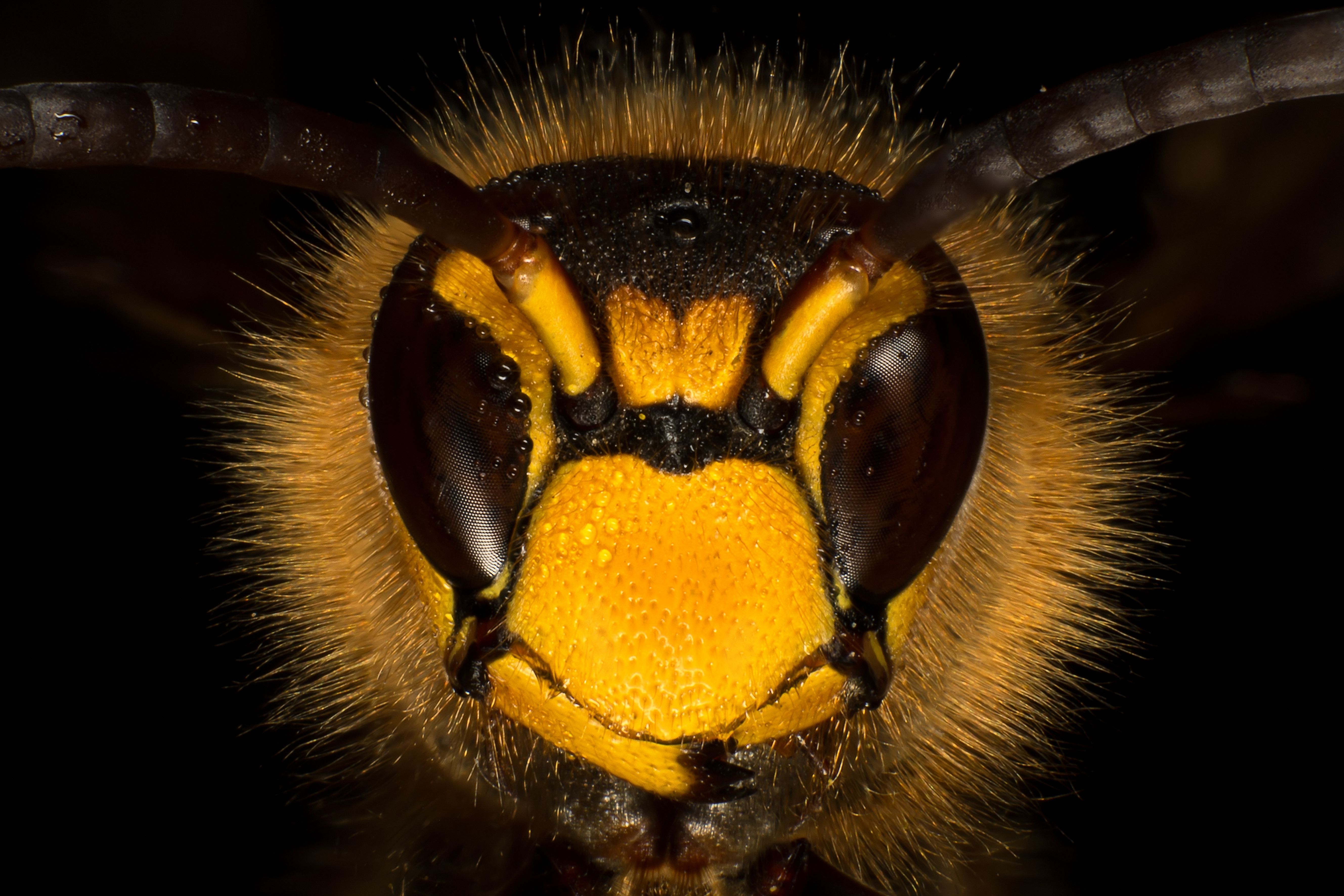 Scientists Finally Know How The World's Weirdest Bacteria Triggered A ...