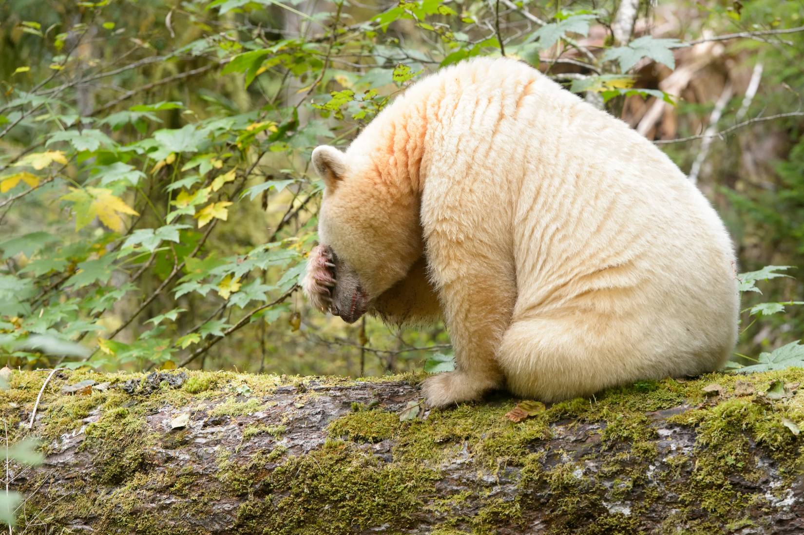 The World's Rarest Bear Is Found In A North American Rainforest That's ...