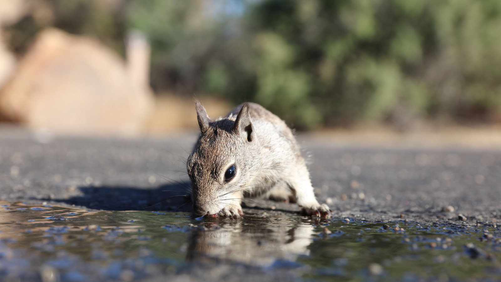 Joshua Tree Is Facing Extinction Issues That May Only Get Worse