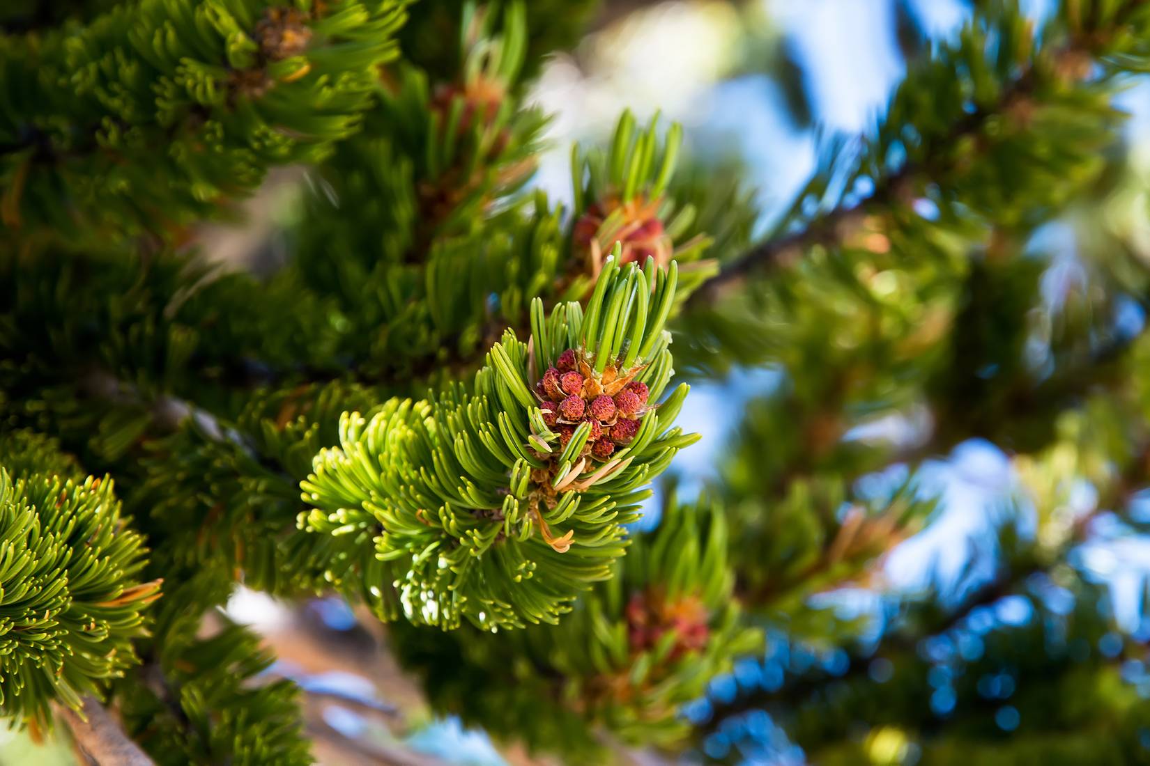 Skip California's Sequoias And Redwoods: This National Park In Another ...