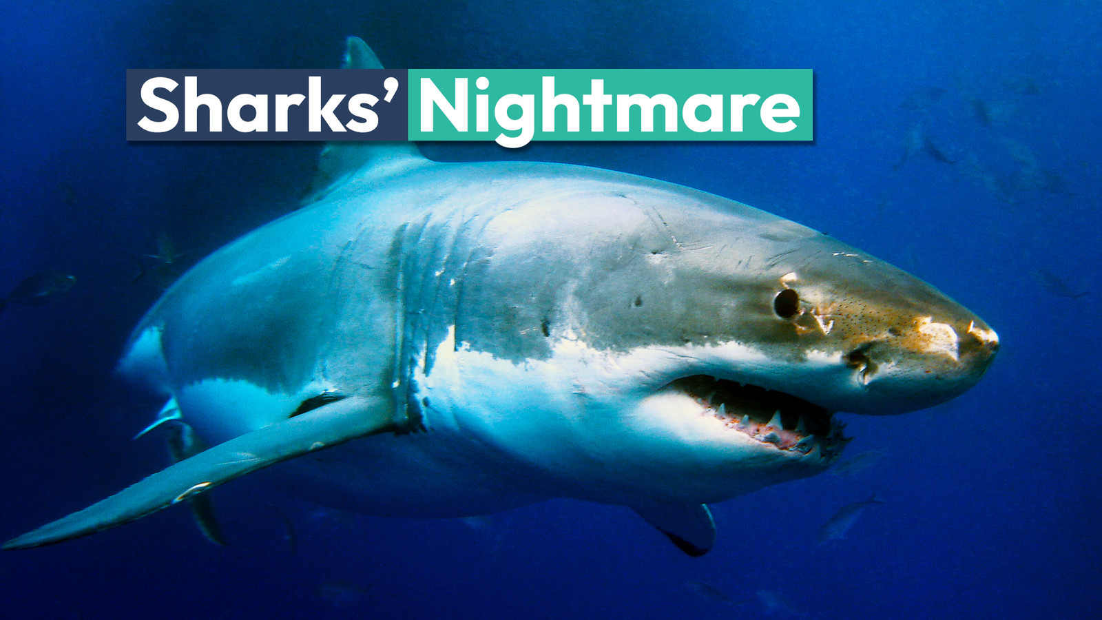 The One Creature Great White Sharks Fear—For A Very Weird Reason