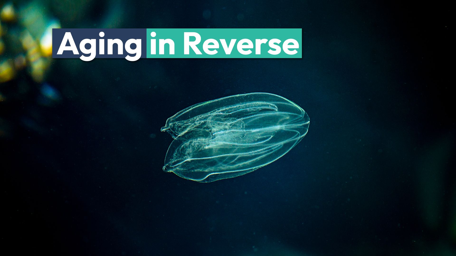 Disney Was Wrong: The Real Nemo Is A Monster Unfit For A Kids' Movie