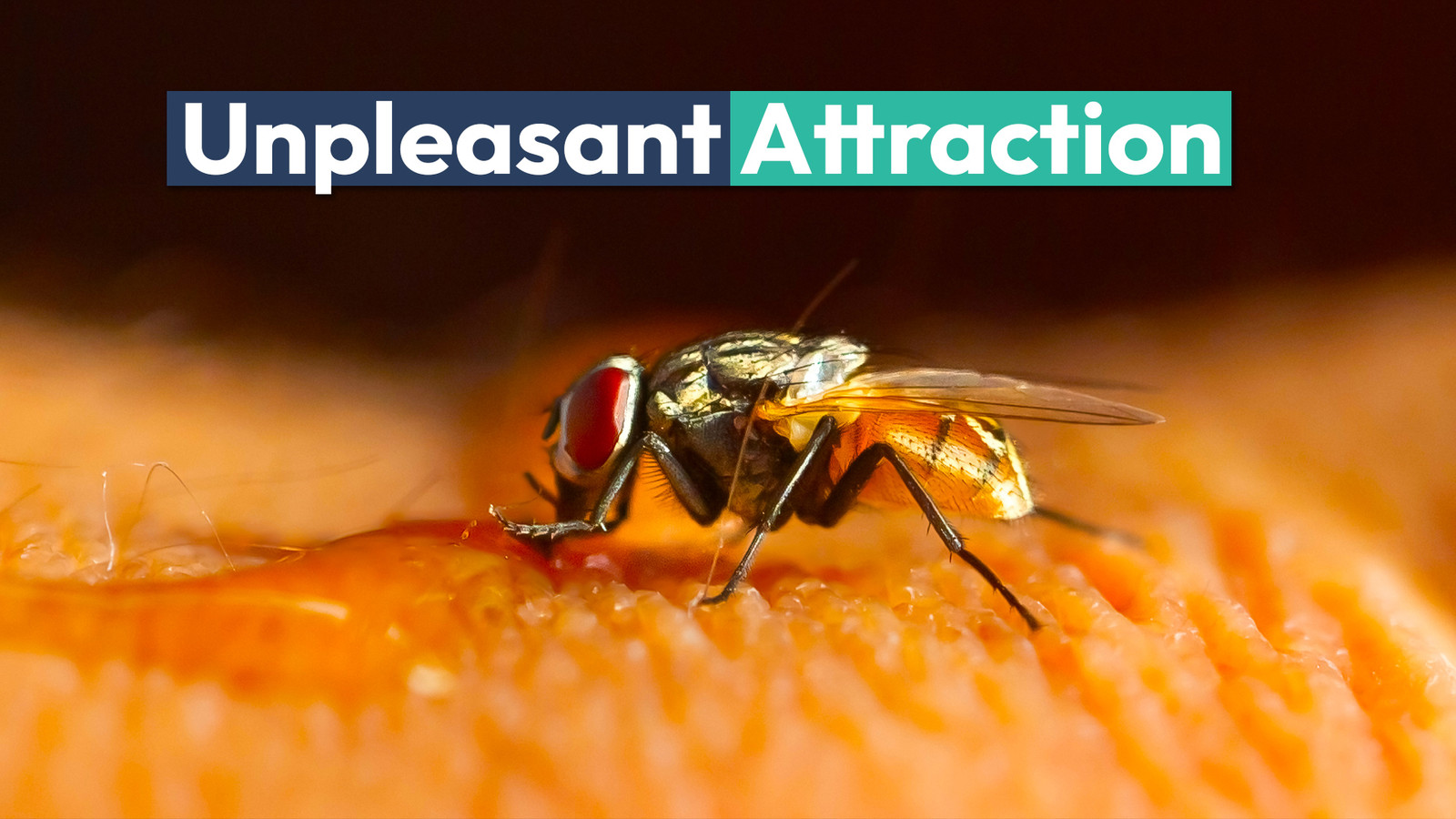 The Reason Flies Are Attracted To Humans Is Kinda Gross