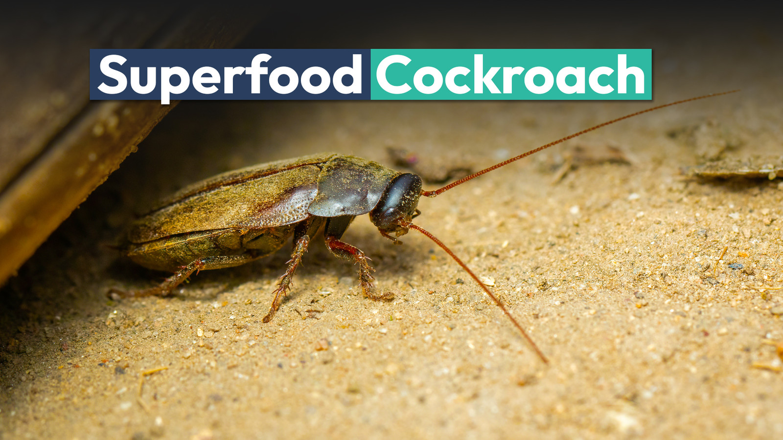 This Cockroach Produces Milk More Nutritious Than Cows' Milk