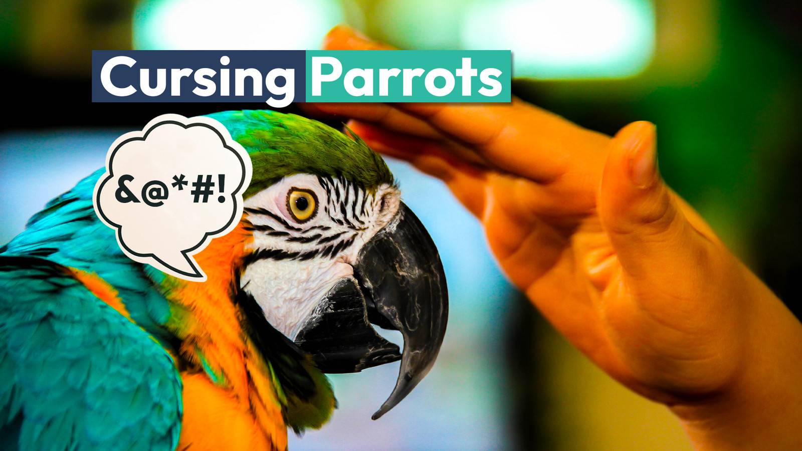 Zoo's Potty-Mouthed Parrots Got In Trouble For Cursing At Visitors, But ...