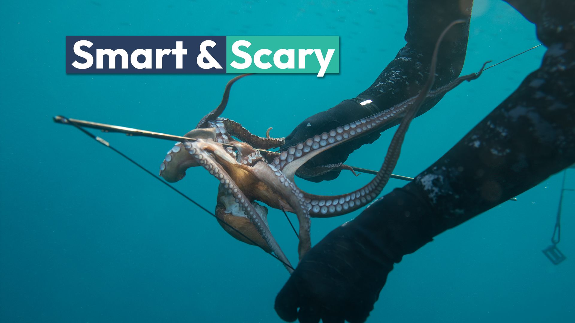 An Octopus Defends Itself From A Diver, Proves Why We're Fascinated And ...