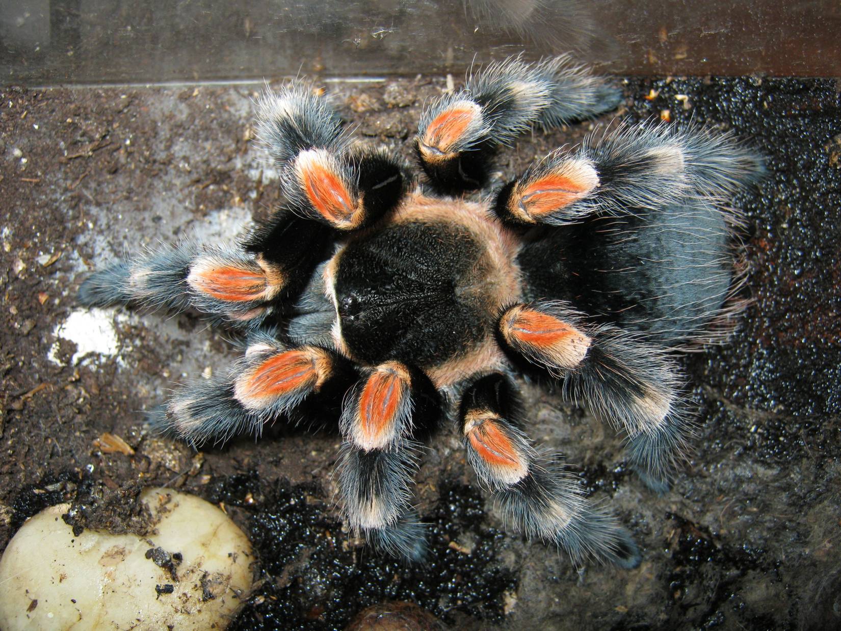 UFO Hunters Found A "Bus-Sized Spider" On A Remote Mexico Island Using ...