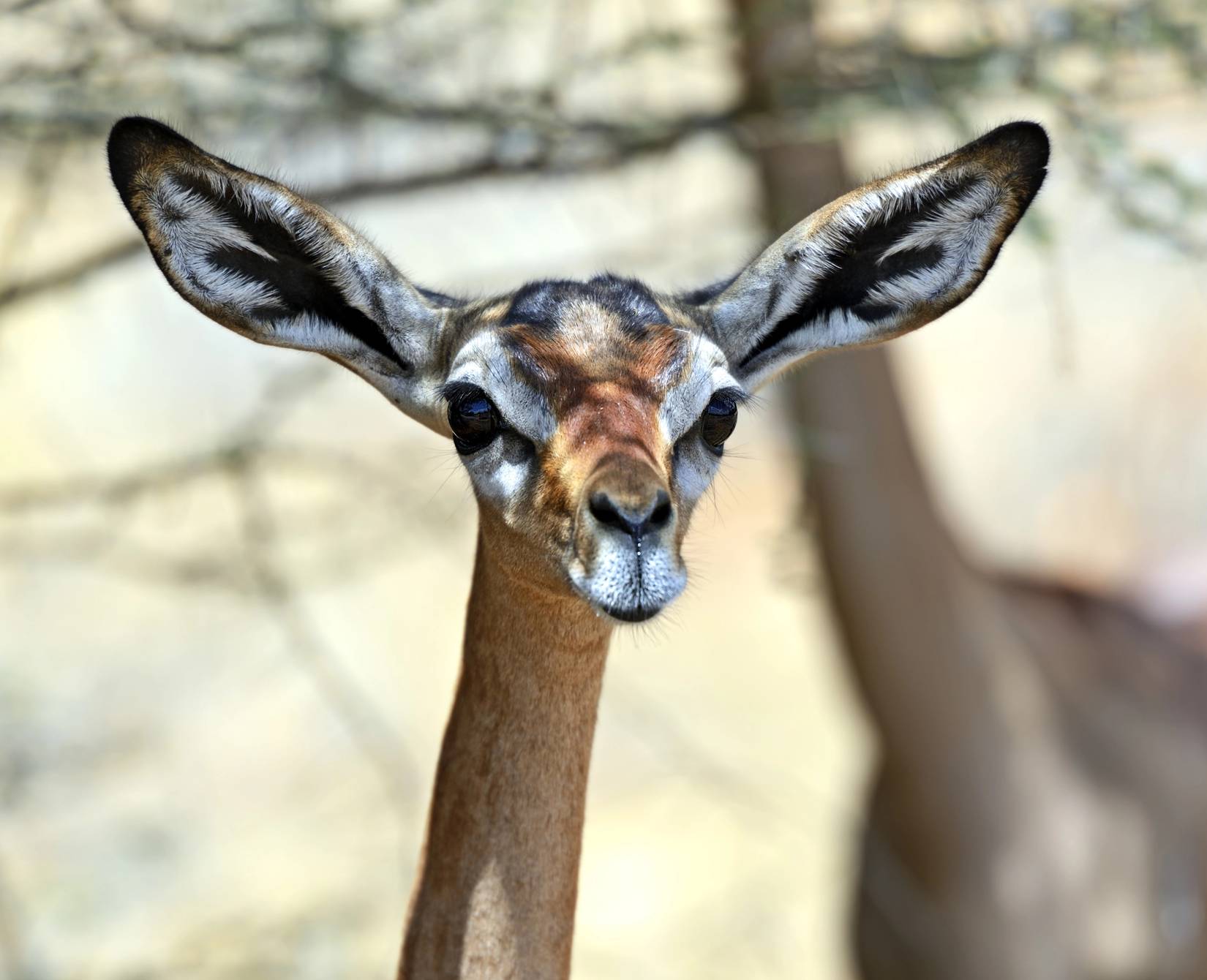 This Rare Animal Can Live Without Ever Drinking Any Water