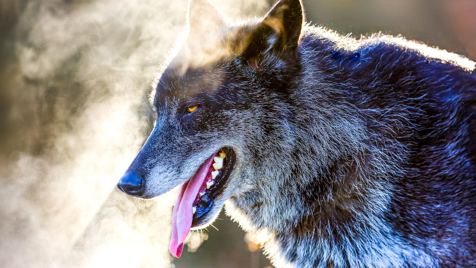 The World's Largest Wolf Is Only Found In The U.S. And Canada