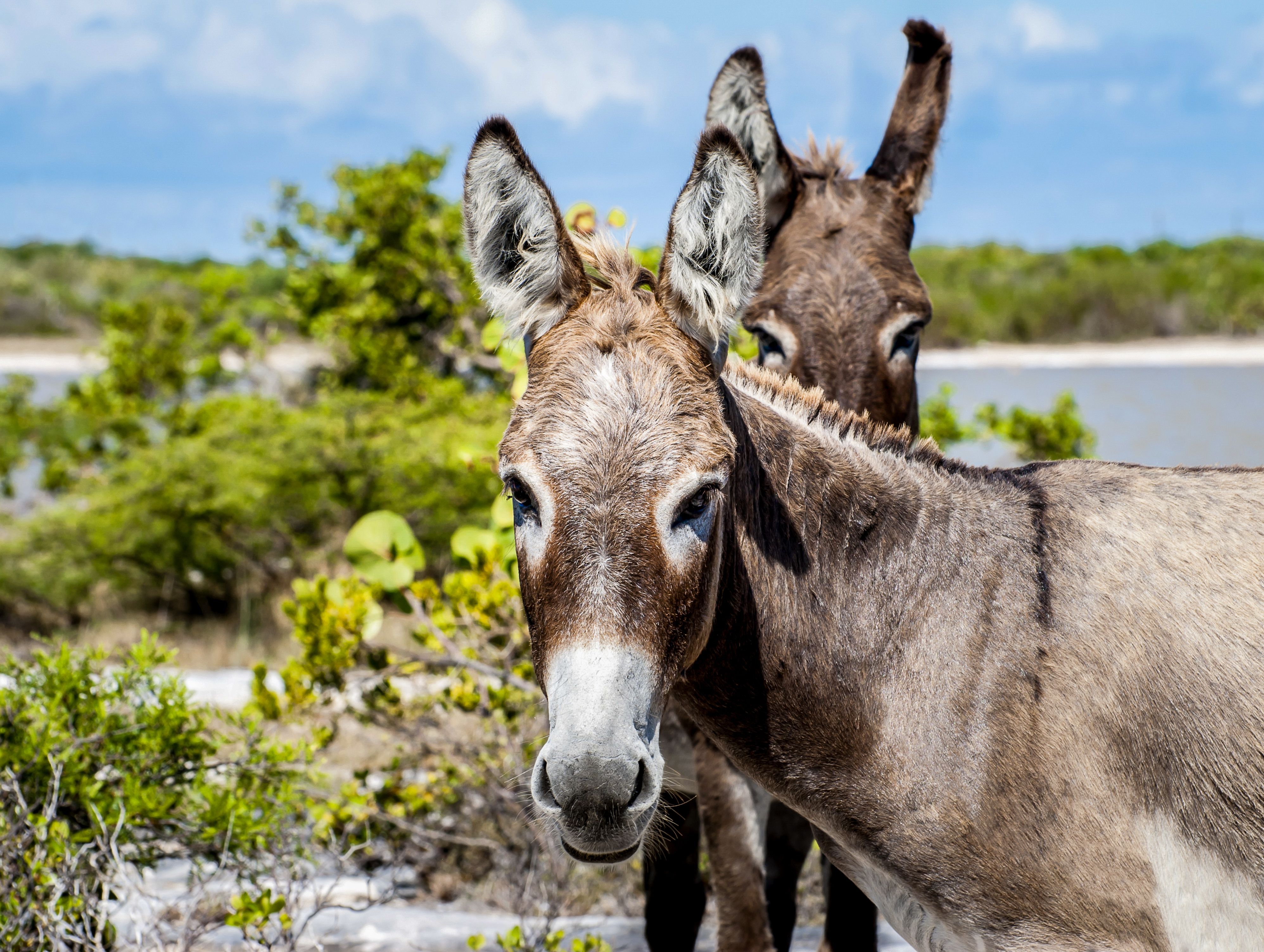 Why This Species' Females Fake Their Own Deaths To Get Out Of Mating