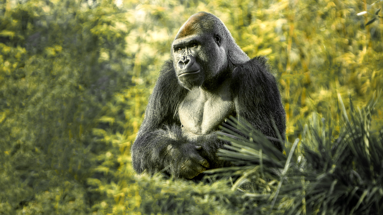 The Real "King Kong" Lived In The U.S. And Was The Largest Gorilla Ever ...