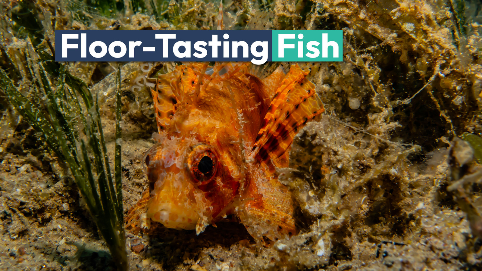 One Of America's Strangest Fish "Tastes" The Floor With Its Legs