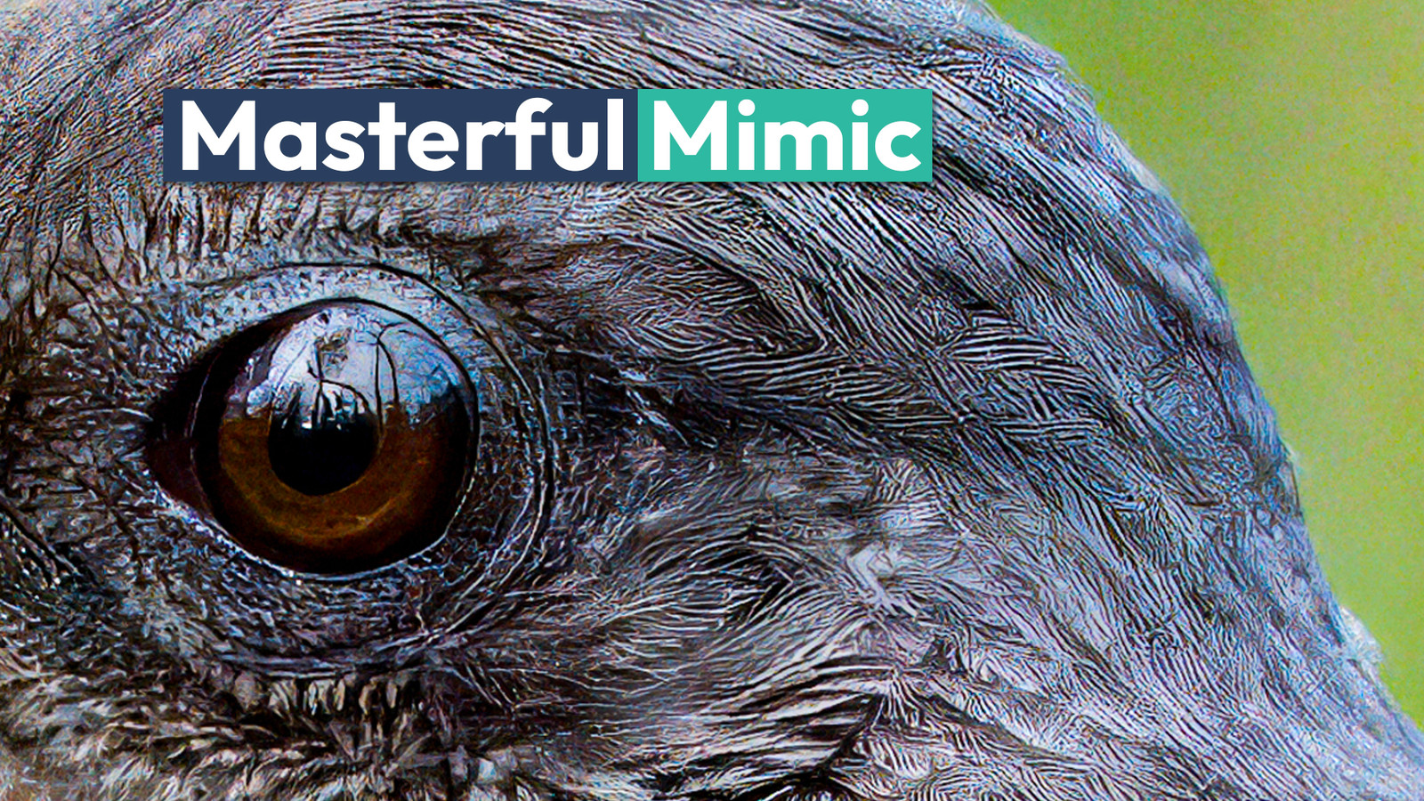 One Of Nature's Most Masterful Mimics Is A Little-Known Creature