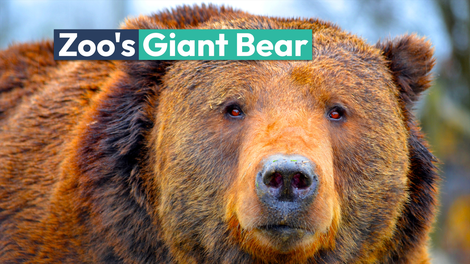 One Of The Biggest Bears Ever Found In The U.S. Wasn't A Polar Bear Or Grizzly (And It Ended Up ...