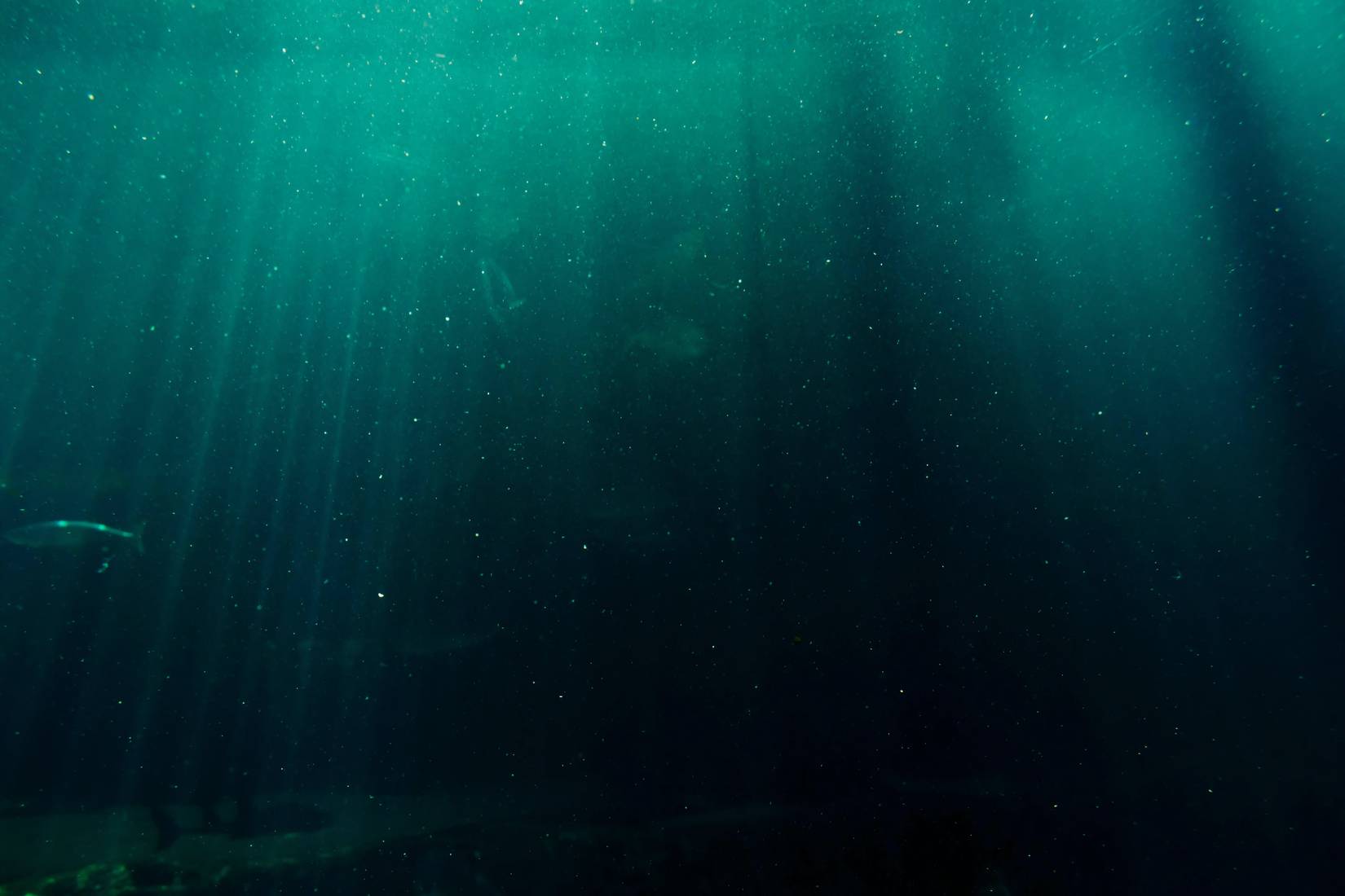 Scientists Found Thousands of New Species In The Ocean's Deepest Zone