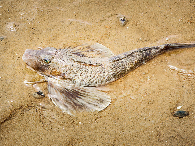 One Of America's Strangest Fish "Tastes" The Floor With Its Legs