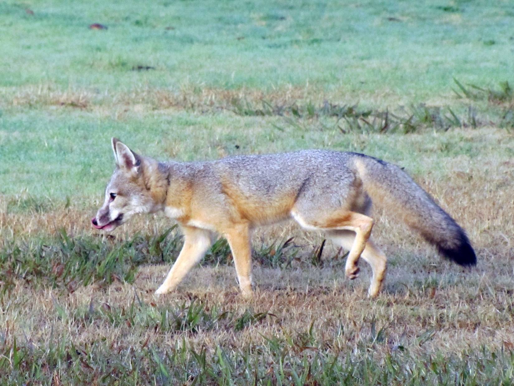 North America's Smallest Fox Could Soon Be Gone Forever