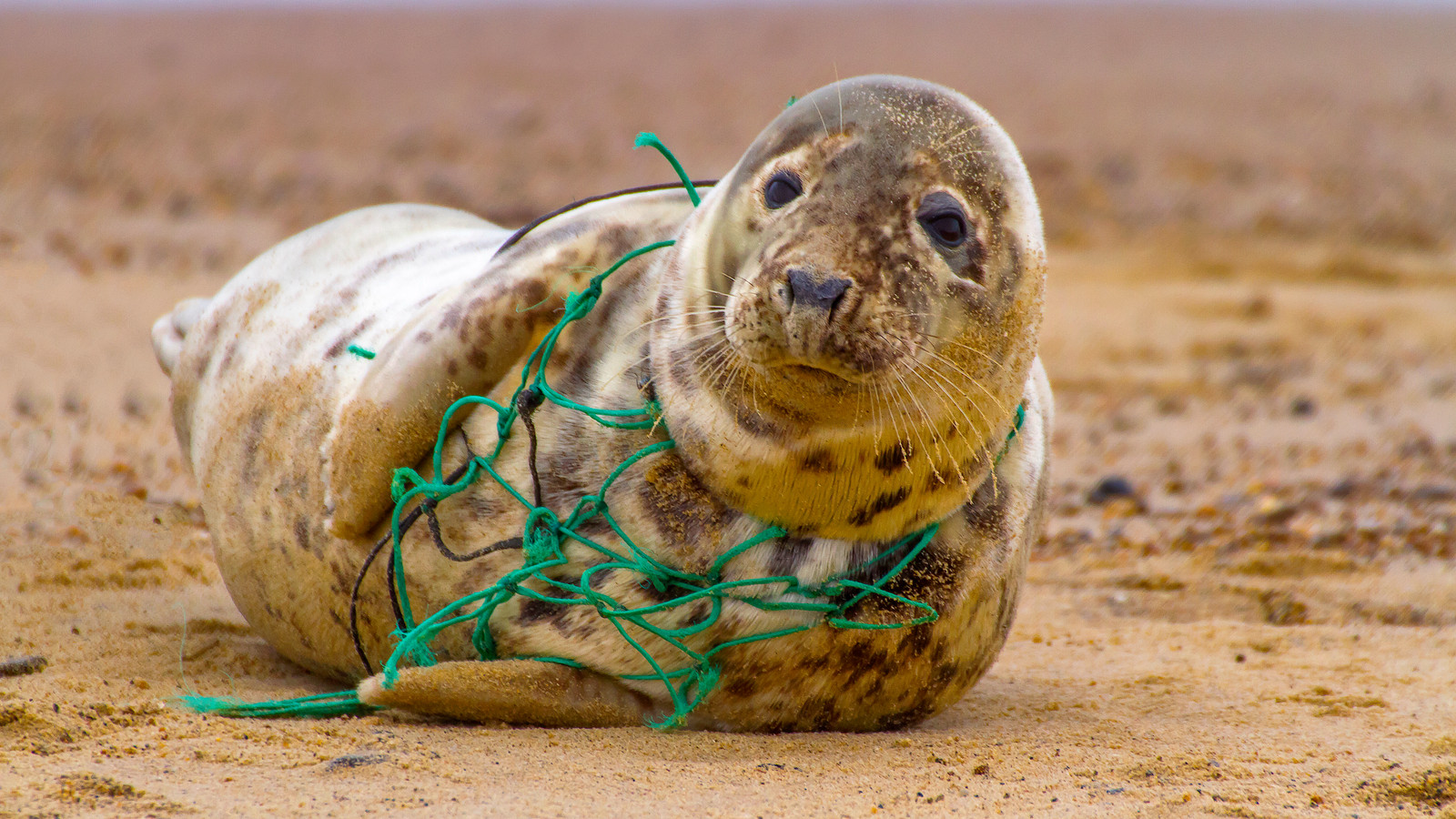 An Emergency Wildlife Rescue Mission Occurred When A Team Spotted An ...