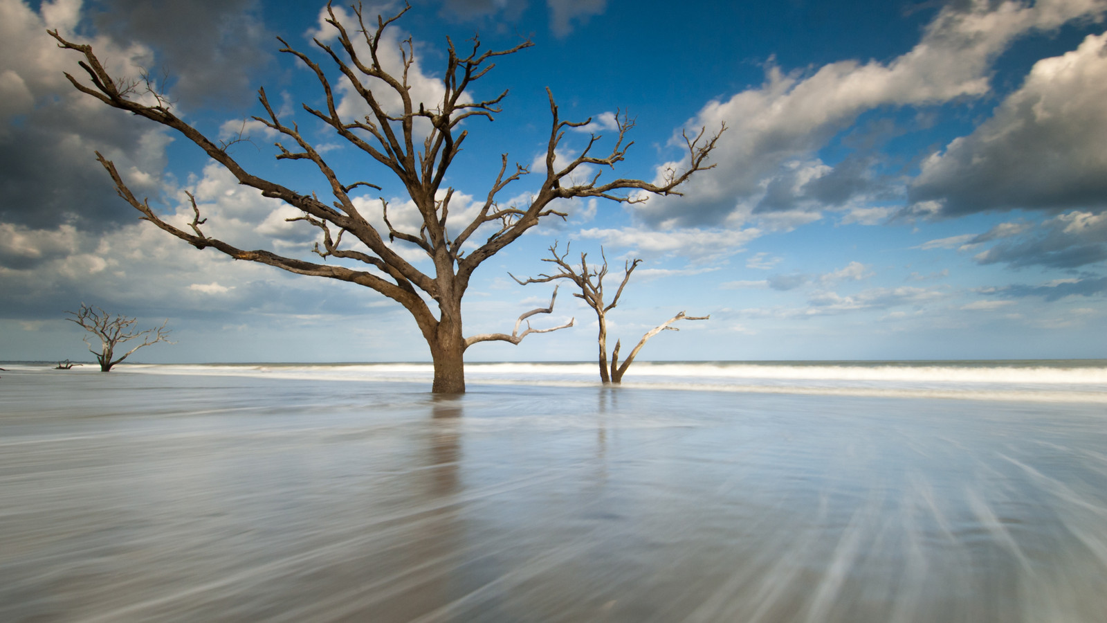 This "Tree Graveyard" Is One Of South Carolina's Most Spectacular ...