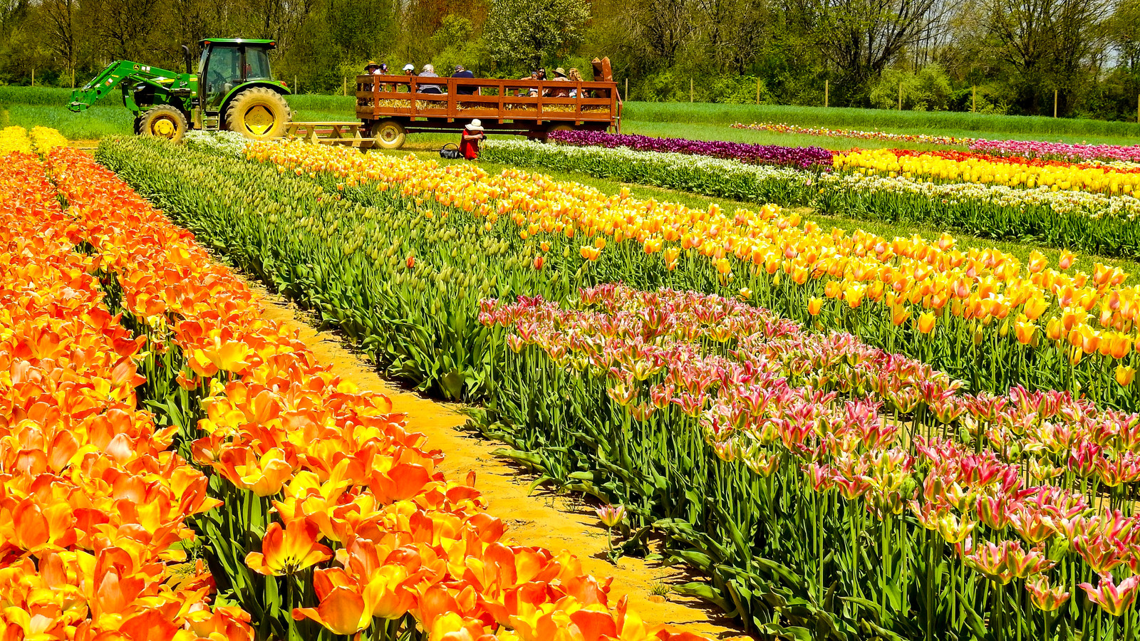 New Jersey Has A "Mini Holland" That Feels Like The Netherlands In ...