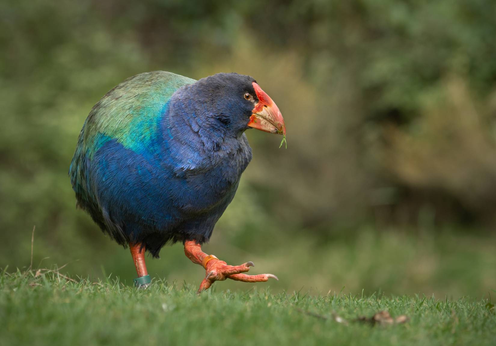 Prehistoric Bird Shocks Experts With Return To New Zealand After Going ...