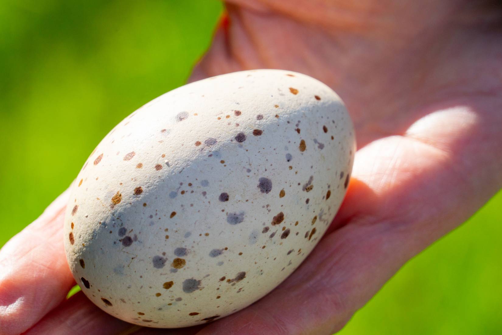 Prehistoric Bird Shocks Experts With Return To New Zealand After Going ...