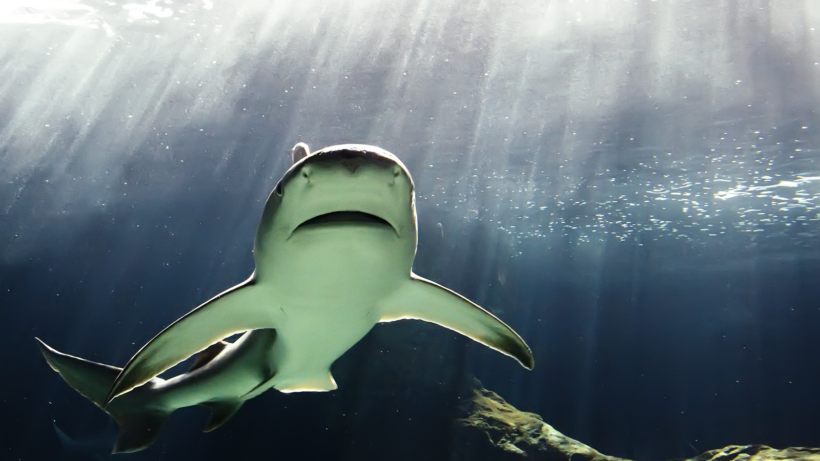 The Biggest Bull Shark Ever Recorded Was Found In The U.S., But ...