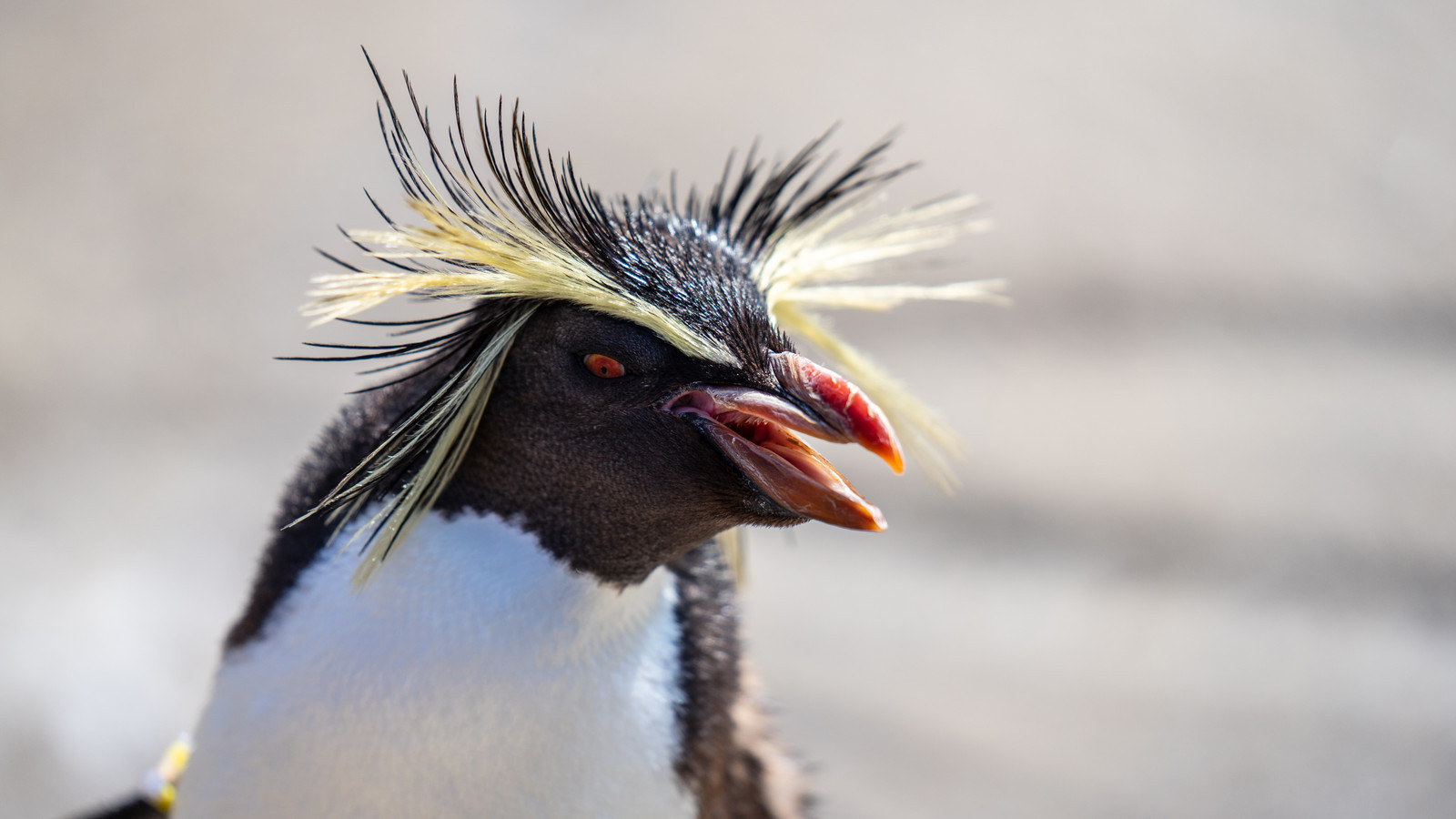 Texas' Painting Penguin Becomes Sudden Social Media Star