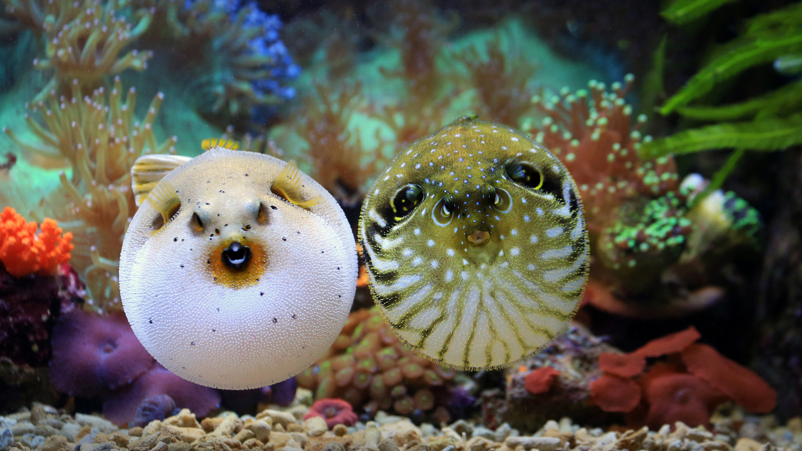 This Poisonous Animal Found In The U.S. Is 1,200 Times More Toxic Than ...