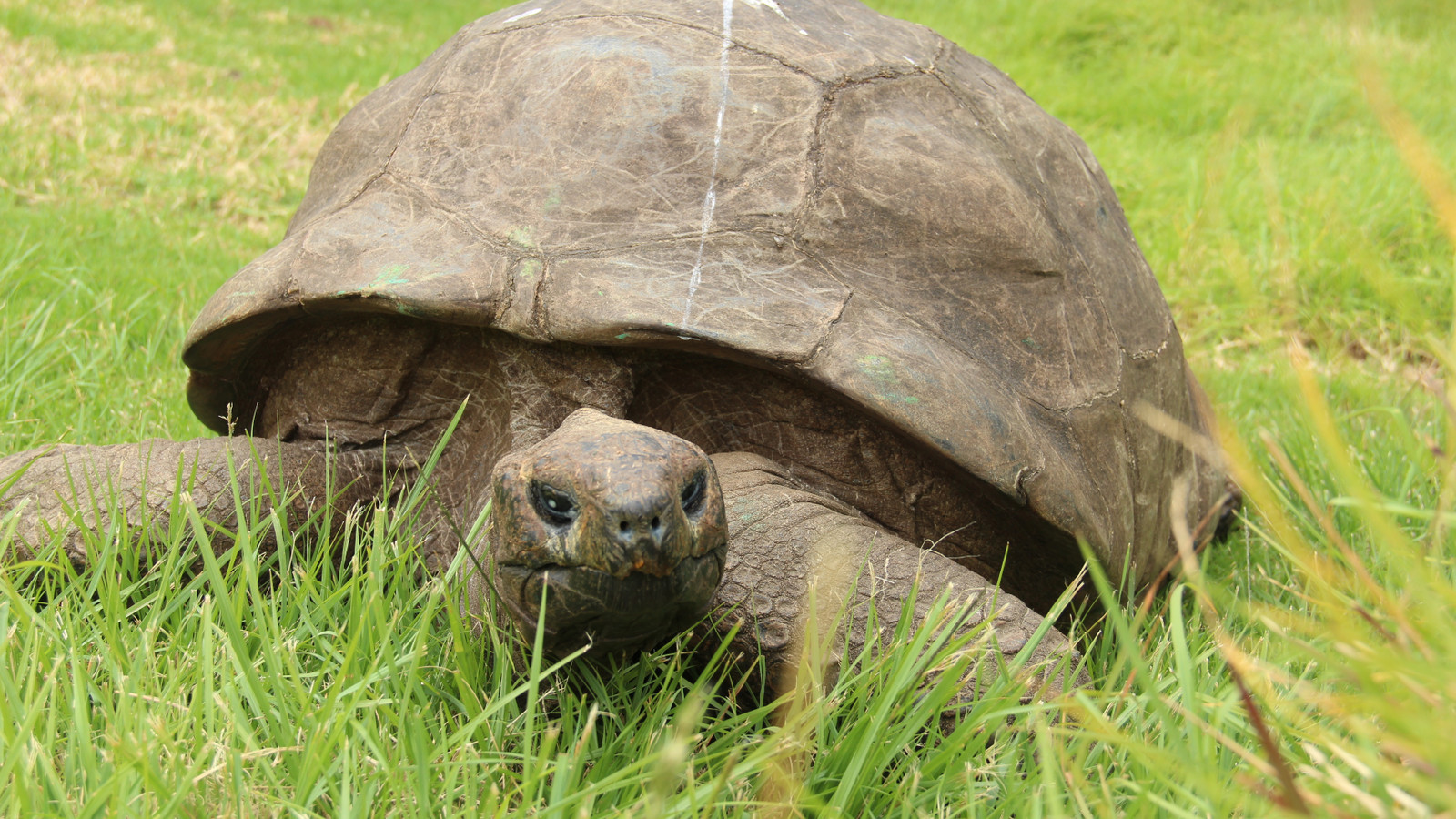 Jonathan, World's Oldest Tortoise, Is Nearly 200 Years Old—And He's ...