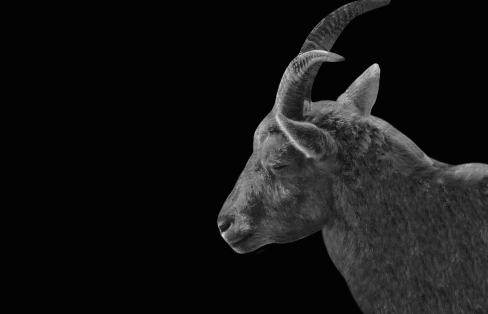 This Species Went Extinct Twice And Proves 'De-Extinction' Is Harder ...