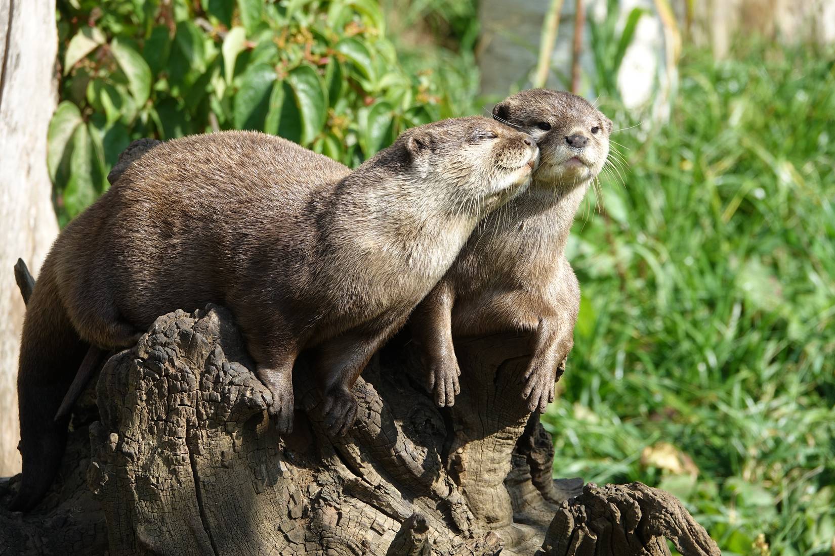 The World's Smallest Otter Spotted For The First Time In 186 Years, And ...
