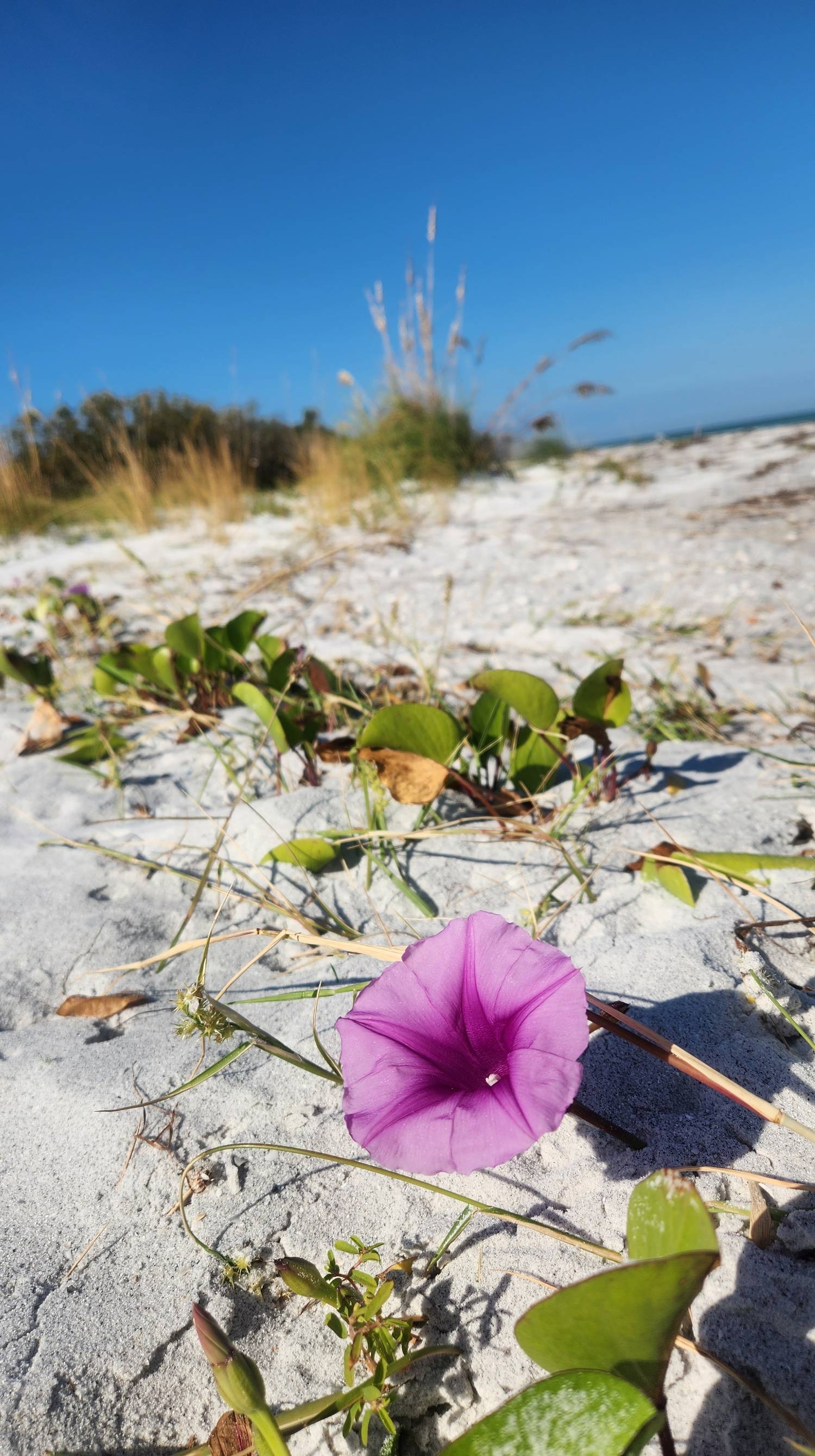 Some Of Florida's Most Beautiful Gulf Coast Beaches Are Tucked In This ...