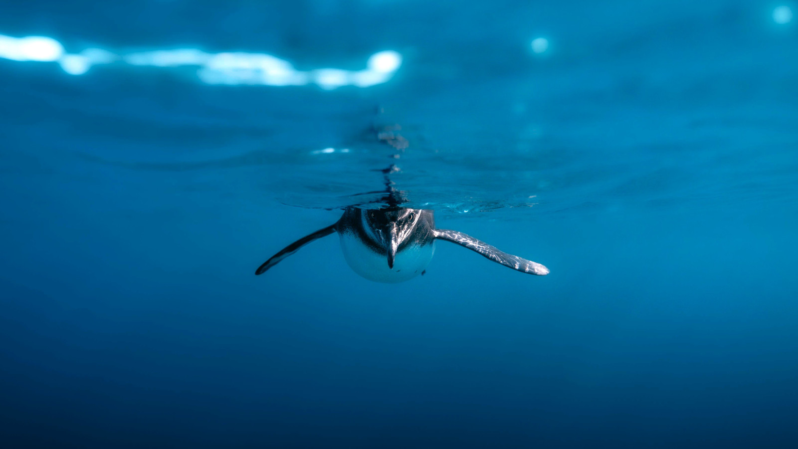 Discovering Penguins: Behind The Scenes With National Geographic And ...