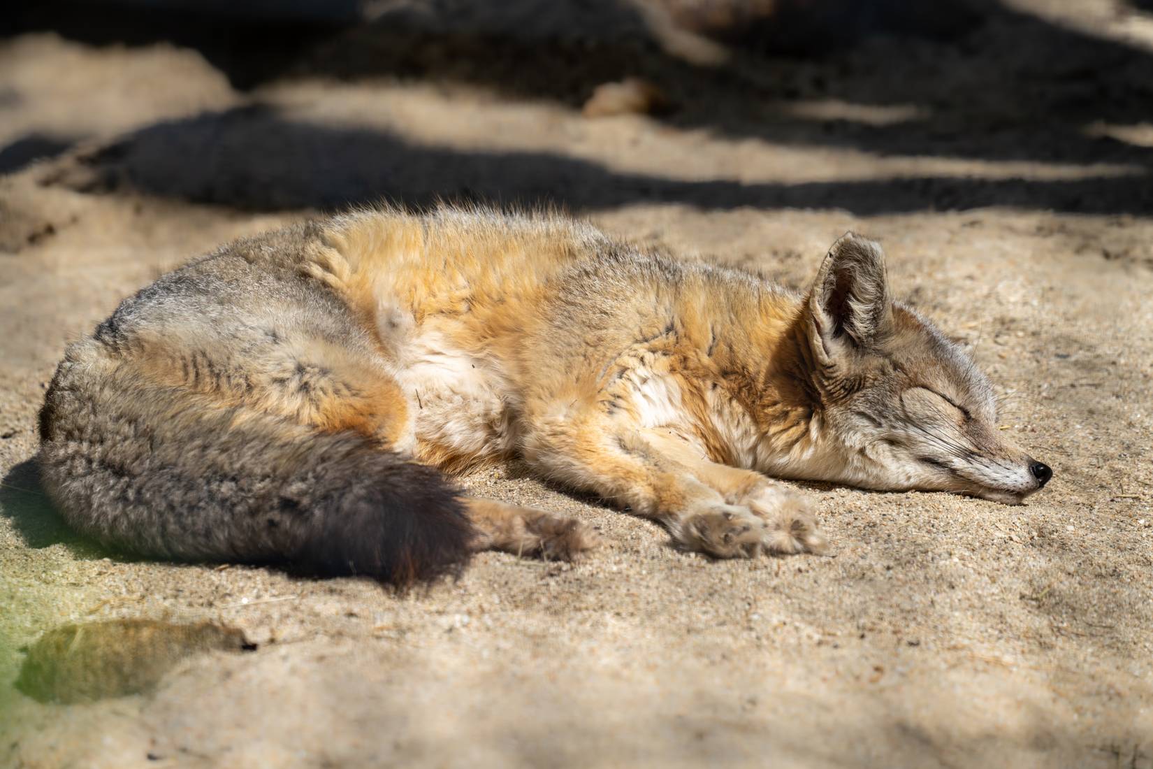 North America's Smallest Fox Could Soon Be Gone Forever