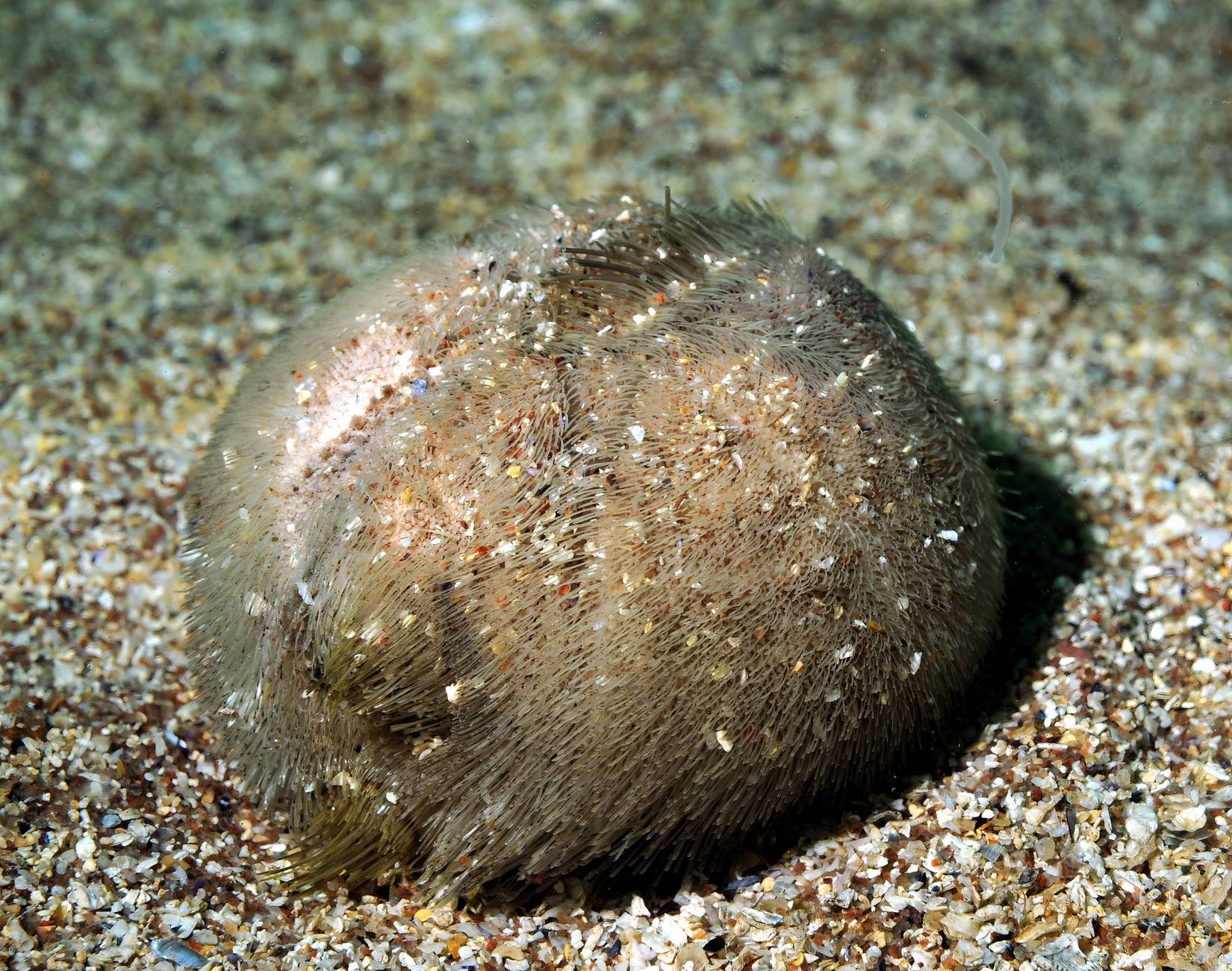 Beachgoers Found A Mass Grave Of "Sea Potatoes" And Had No Idea What It ...