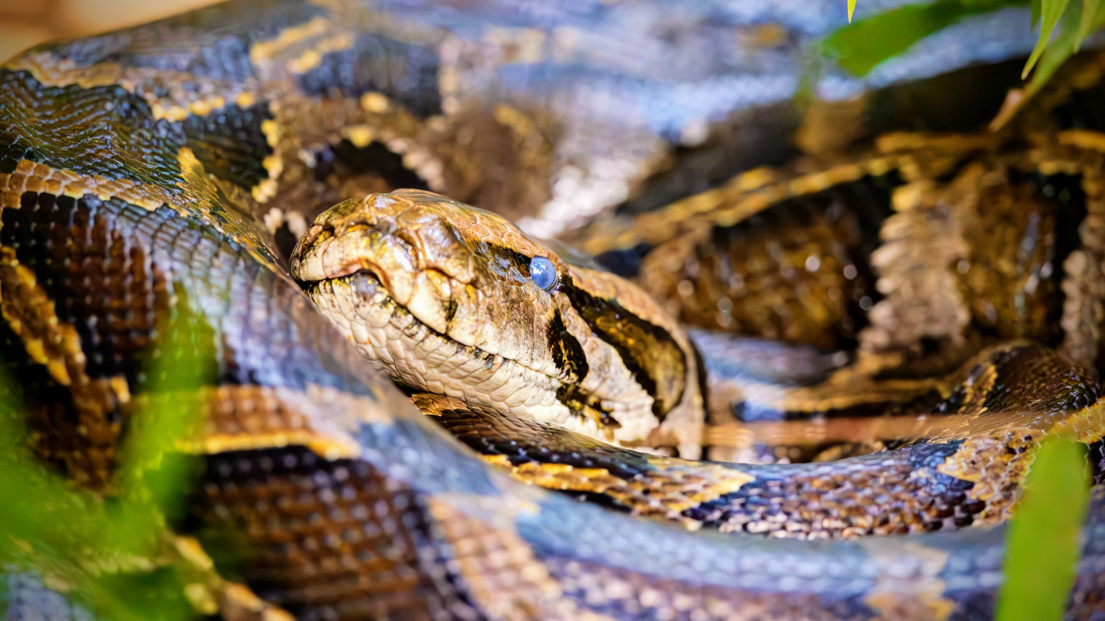 This Man Spends His Vacation Saving A National Park From Burmese ...