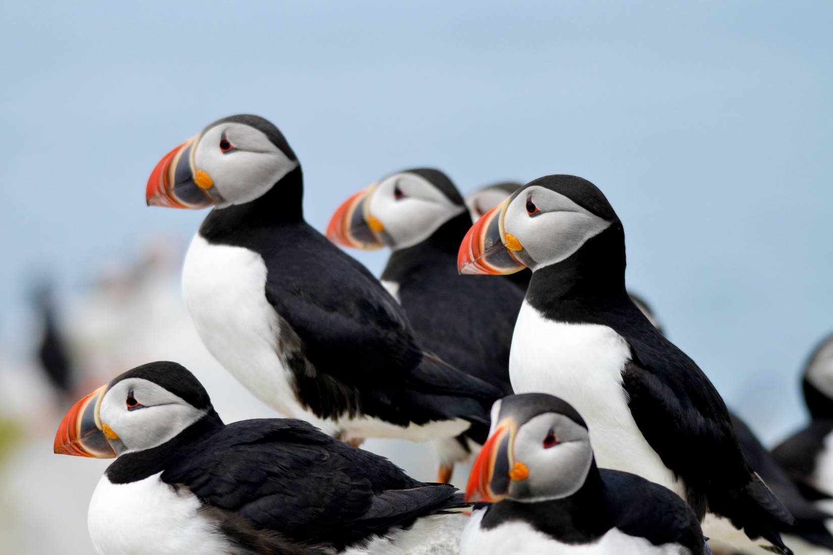 Will England's Perplexing Puffin Mystery Ever Be Solved?