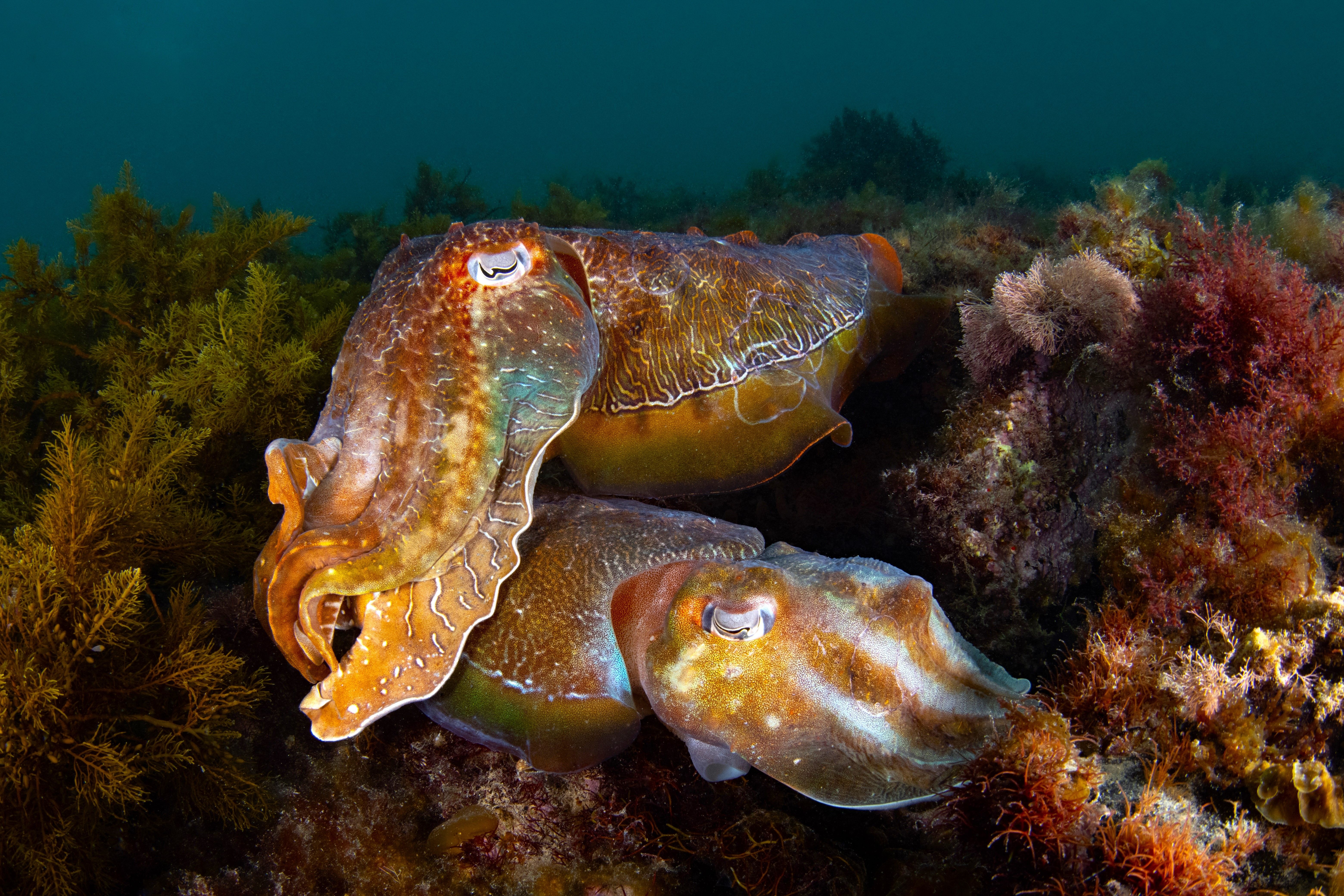 Super Smart Cuttlefish Pass Cognitive Tests Made For Human Children