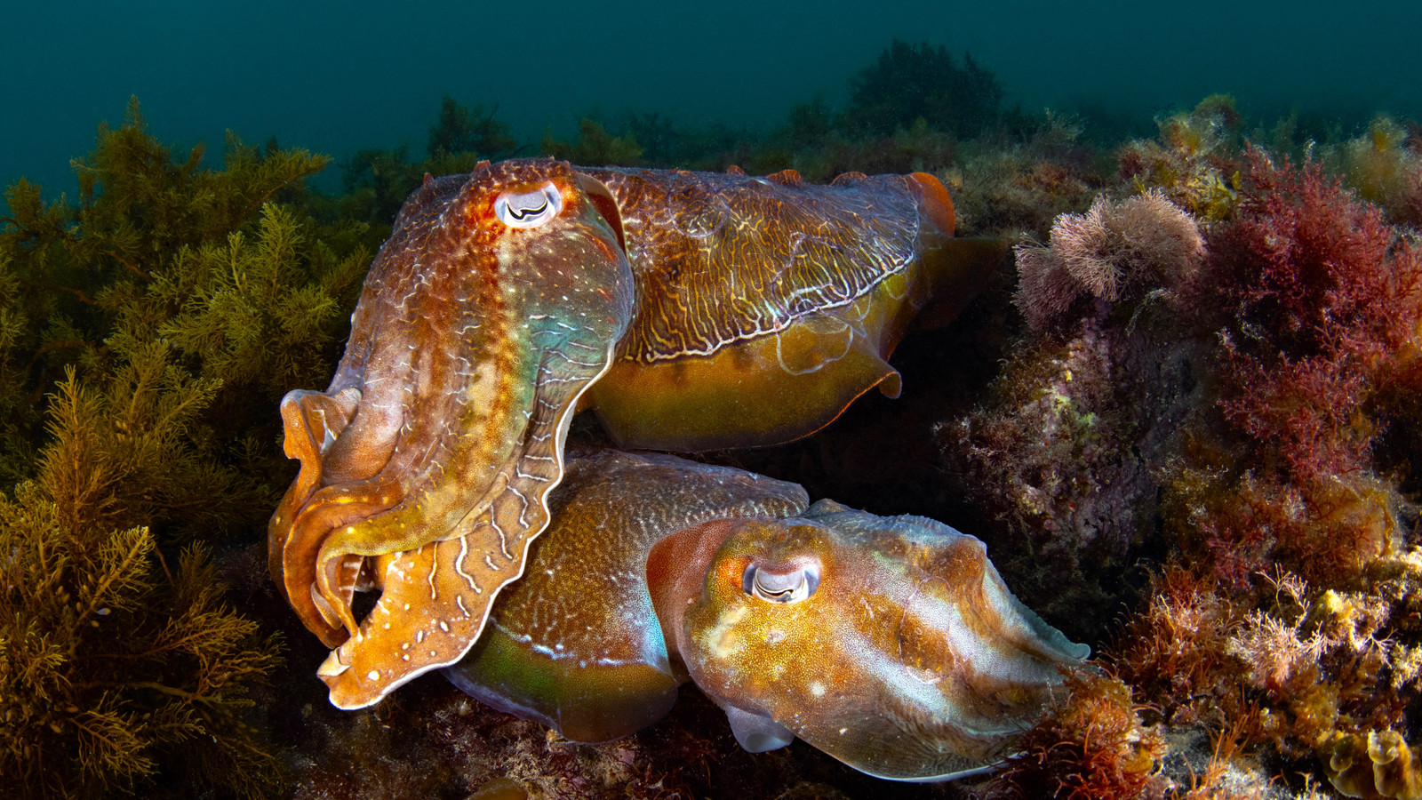 Super Smart Cuttlefish Pass Cognitive Tests Made For Human Children