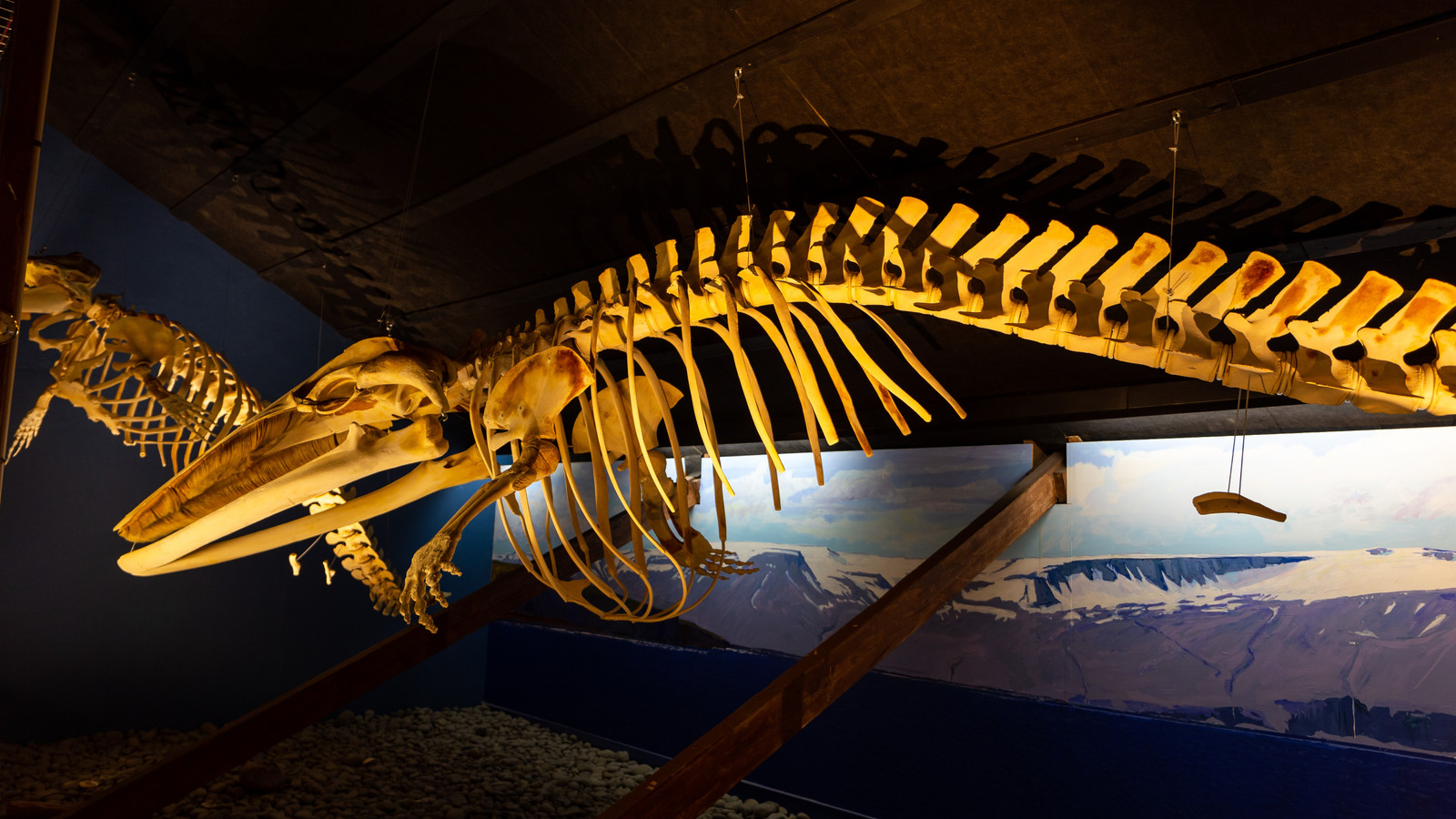 16.5-Million-Year-Old "Unusually Complete" Baleen Whale Fossil Found ...
