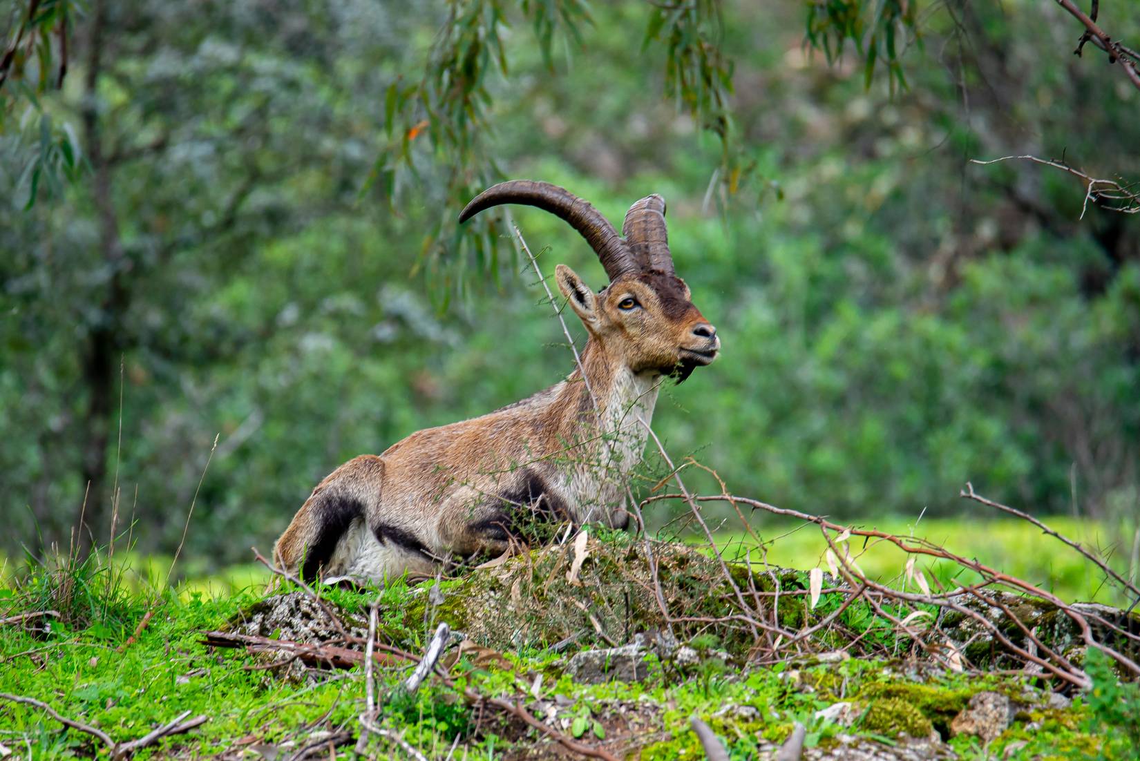 This Species Went Extinct Twice And Proves 'De-Extinction' Is Harder ...