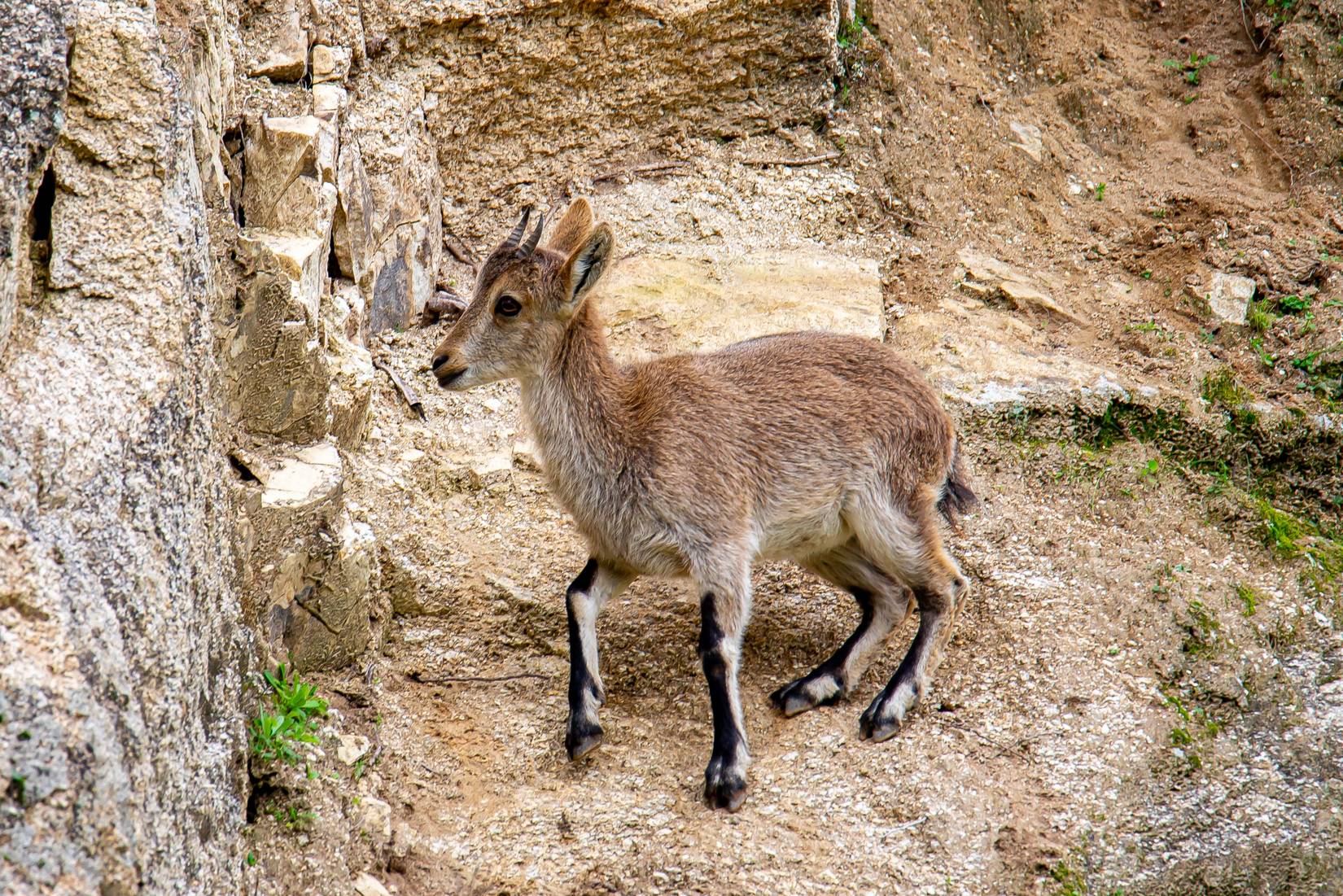 This Species Went Extinct Twice And Proves 'De-Extinction' Is Harder ...