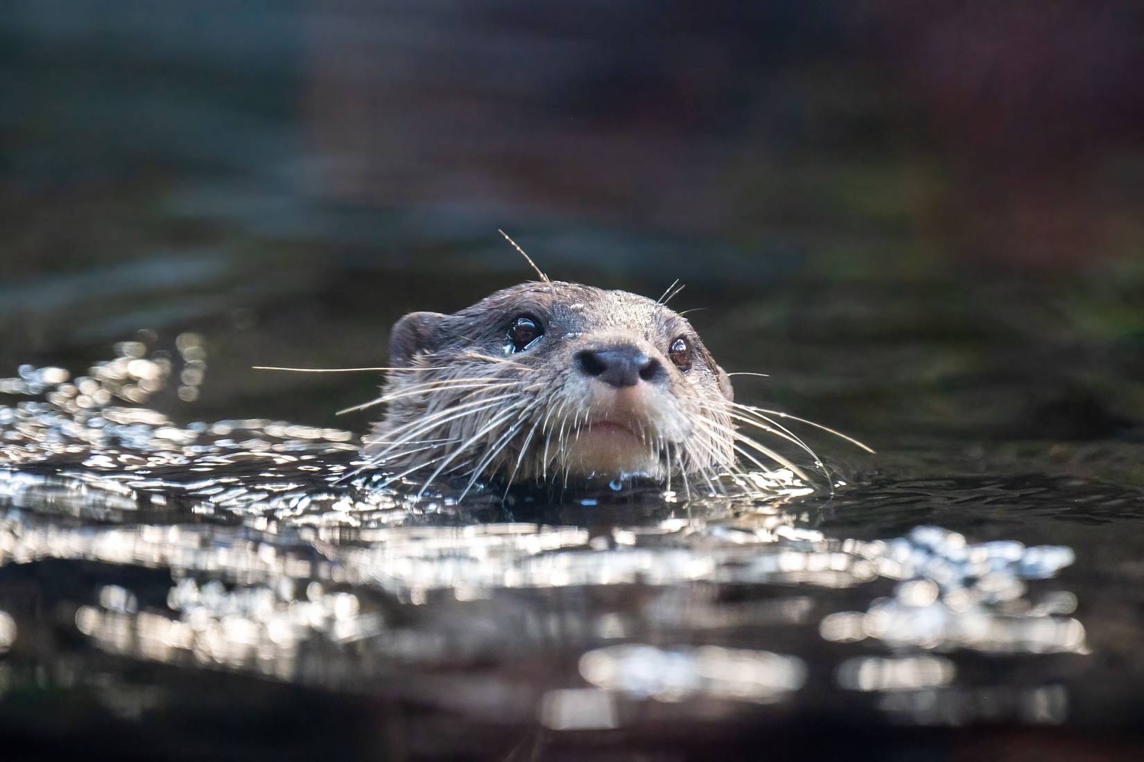 The World's Smallest Otter Spotted For The First Time In 186 Years, And ...