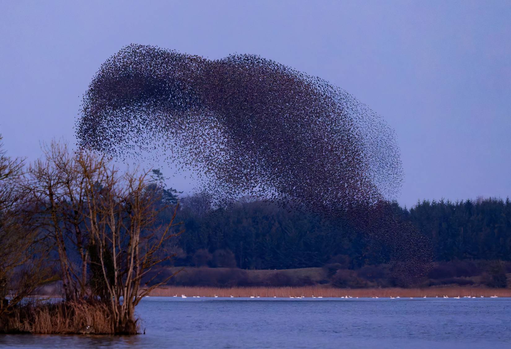 This Invasive Creature Was Brought To The U.S. Because Of Shakespeare ...