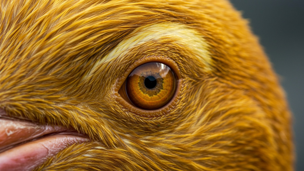 The World's Rarest "Golden" Creature Has Finally Been Captured In A Photo